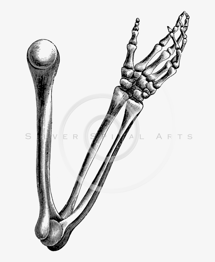 28 Collection Of Skeleton Arm Drawing - Drawing Of Arm Bones - 661x960 ...