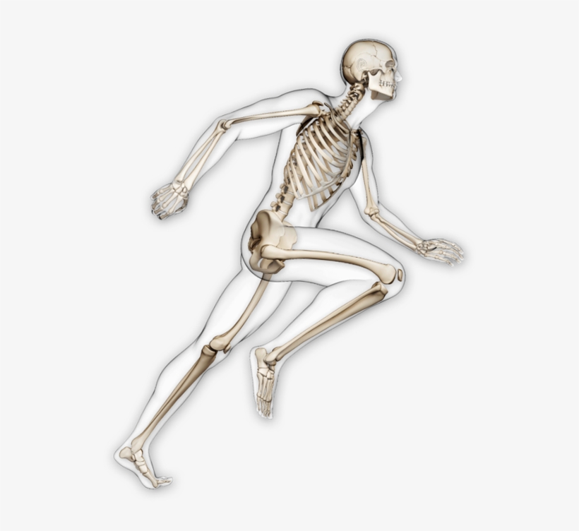 Learn More - Human Skeleton - 530x672 PNG Download - PNGkit