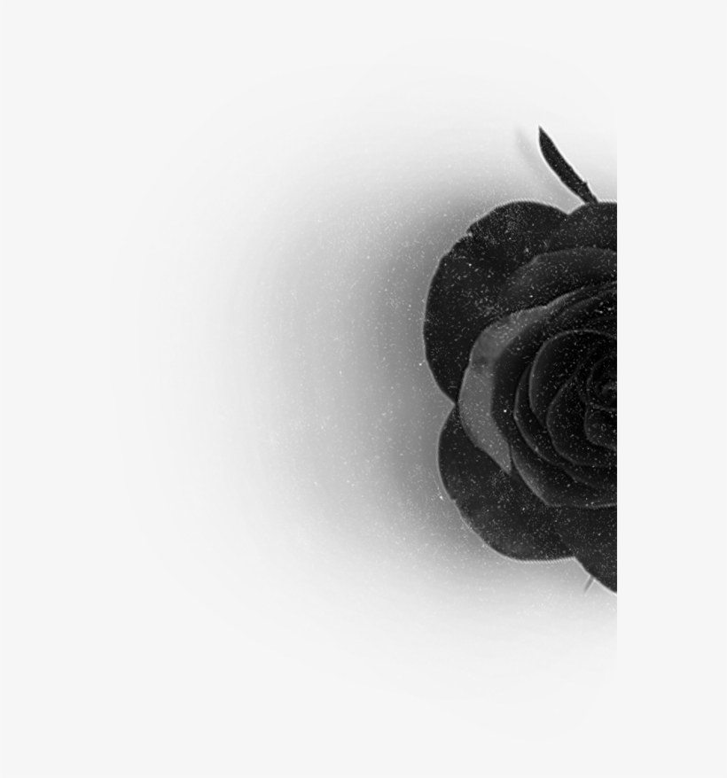 Rose Hero Left - Floribunda - 573x798 PNG Download - PNGkit