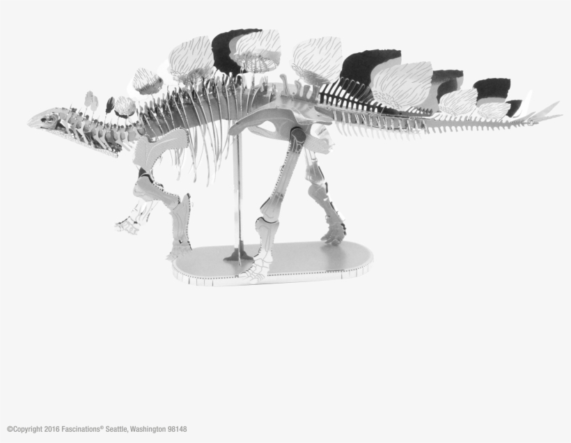 Download Transparent Stegosaurus Skeleton - PNGkit