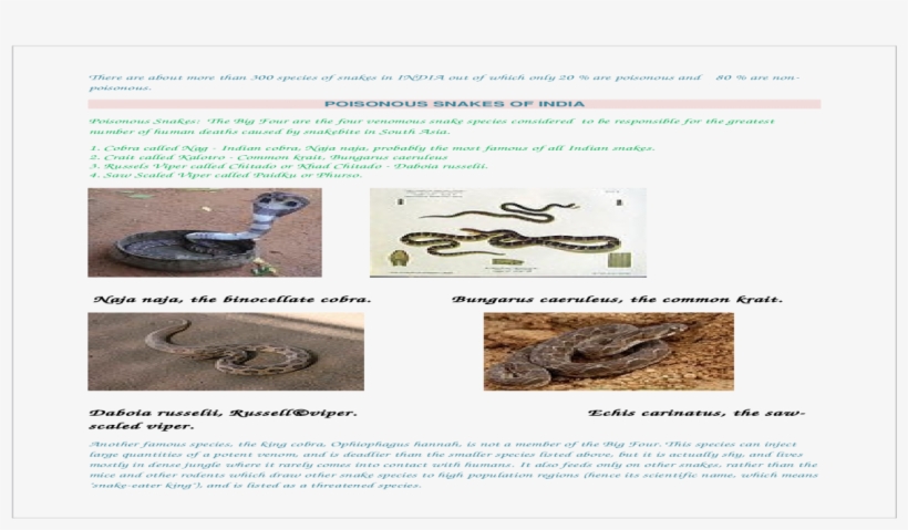 Burmese Python - 1200x630 PNG Download - PNGkit