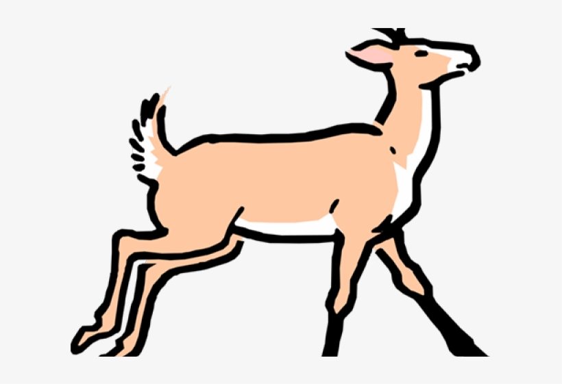 Deer Buck Cartoon - 640x480 PNG Download - PNGkit