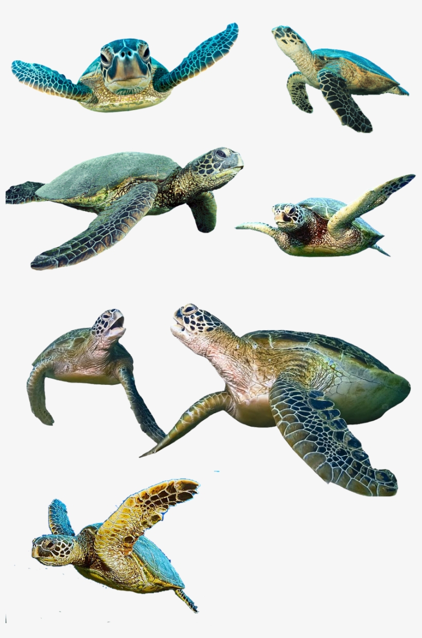 Turtle,isolated,water Turtle,panzer,tortoise Shell,animal,reptile, - 870x1280 PNG Download - PNGkit