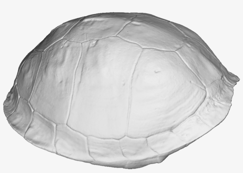 Turtle Shell 3d Scan - Tortoise - 1000x700 PNG Download - PNGkit