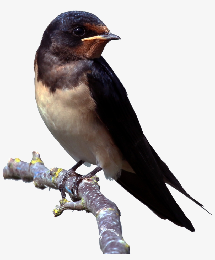 Barn Swallow Cutout - Swallow Png - 1462x1696 PNG Download - PNGkit