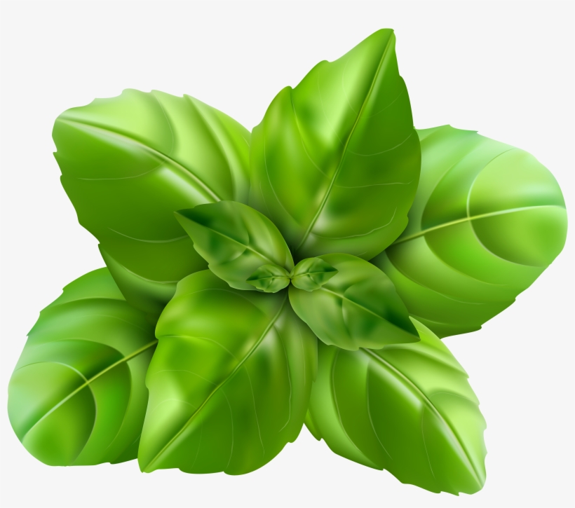 Basil Leaf Clip Art - 3911x3285 PNG Download - PNGkit