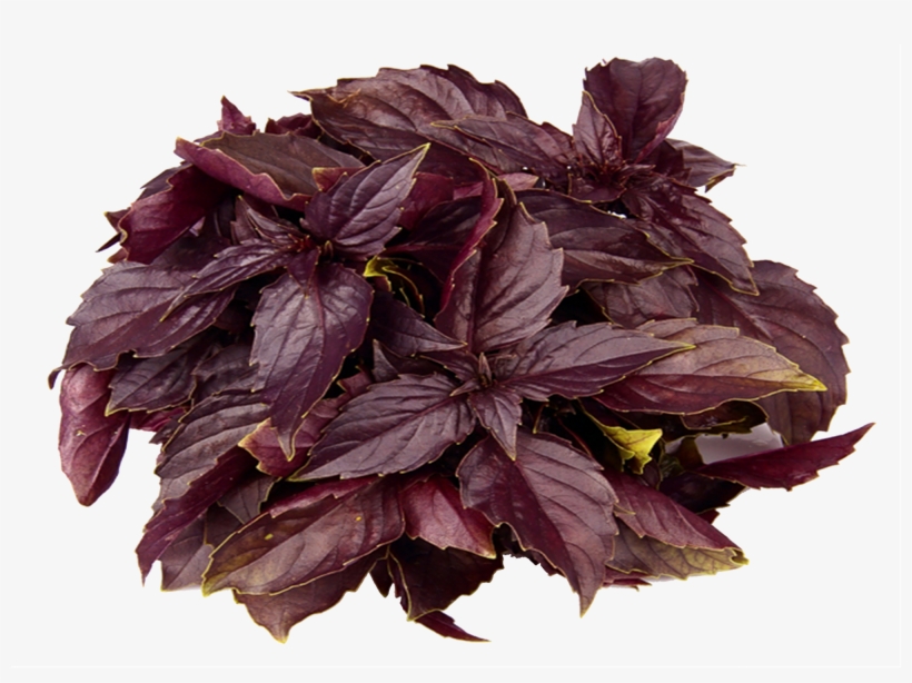 Red Basil - Rode Basilicum - 2000x1400 PNG Download - PNGkit
