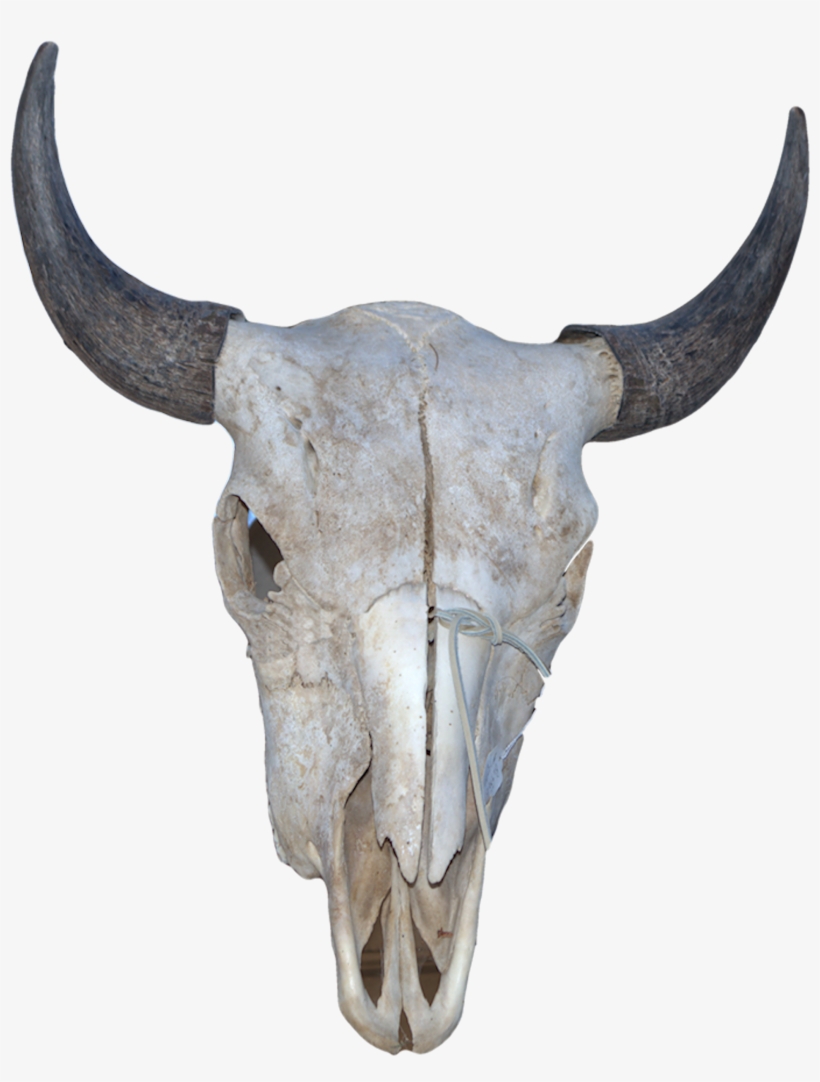 Horn - 2138x2630 PNG Download - PNGkit