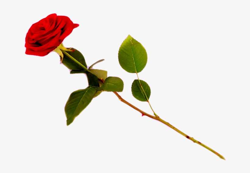 Red Rose Transparent Png Images [free Download] - Clip Art - 788x601 ...