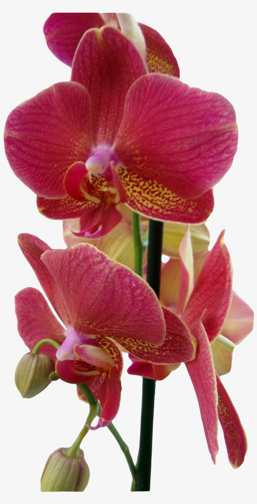Download Transparent Orchids - PNGkit