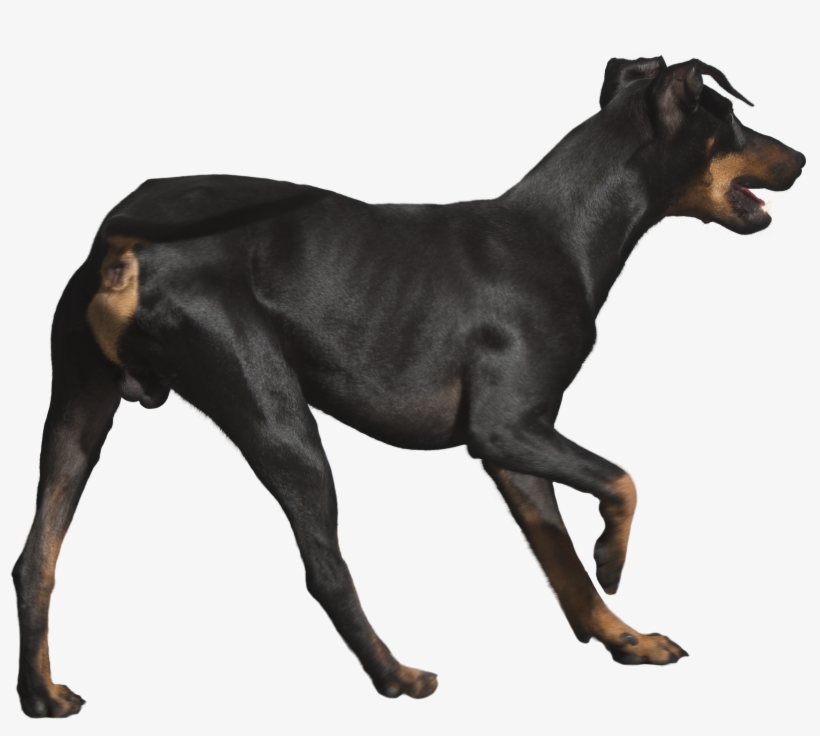 Rottweiler Png File - Dog - 2295x1948 PNG Download - PNGkit