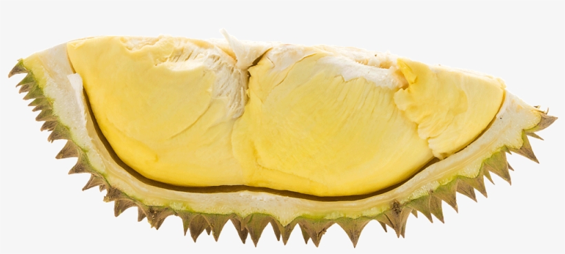 Durian Png - Durian - 1000x402 PNG Download - PNGkit