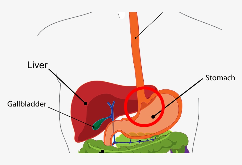 Digestive System 1 - Colourful Diagram Of Digestive System - 893x480 ...