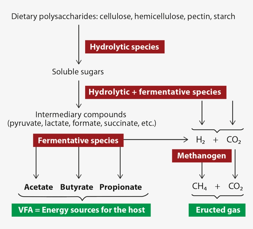 Rumen Fermentation - Carbohydrate Fermentation In The Rumen - 800x687 ...
