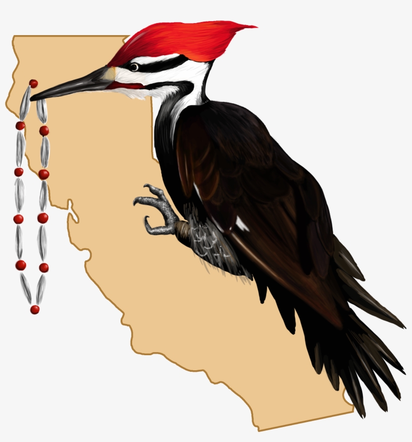Download Transparent Big Time Logo - Pileated Woodpecker - PNGkit