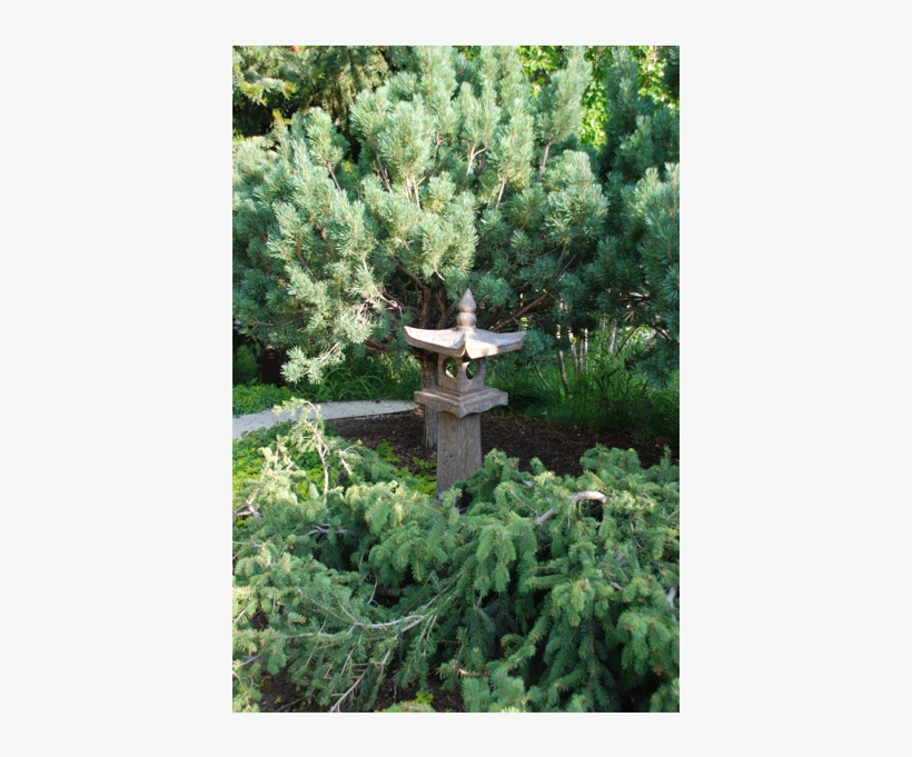 Tranquillity Corner Escape Garden Design - Shortleaf Black Spruce ...