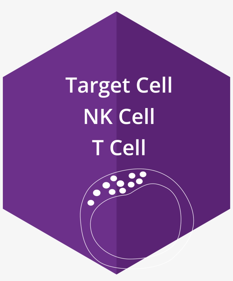 Target Cell, Nk Cell, T Cell - Graphic Design - 1299x1500 PNG Download ...