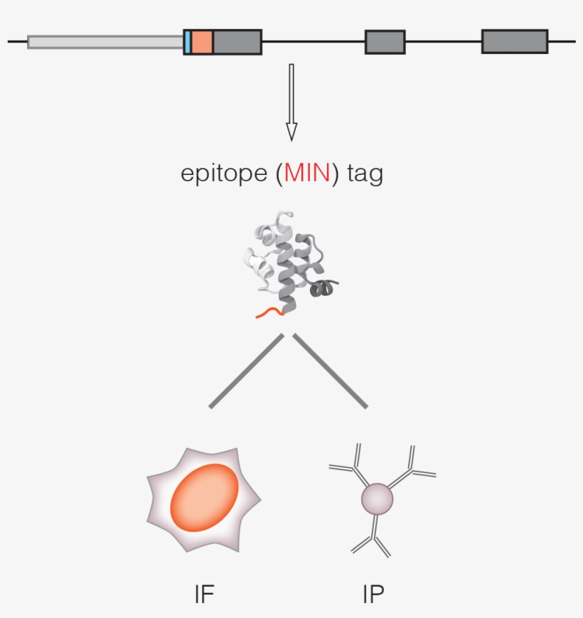 Using The Min-antibody For Immunoprecipitation - Diagram - 1000x1027 ...