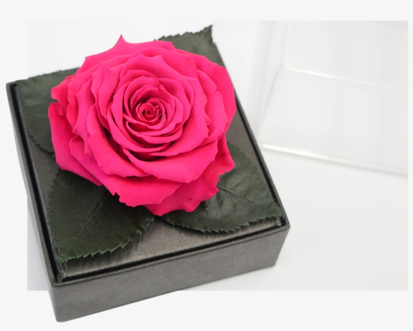 Preserved Flowers Jet Fresh Flower Distributors - Garden Roses ...