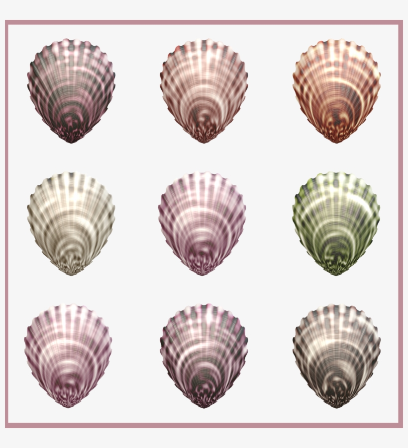 Download Transparent Sea Shells Png - Shell - PNGkit