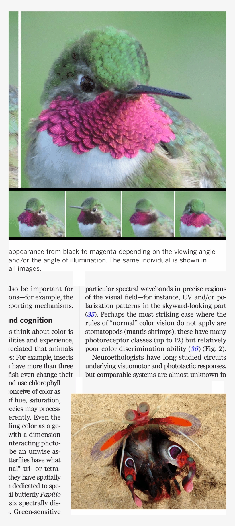Download Transparent Multispectral Vision In The Mantis Shrimp - Daisy ...
