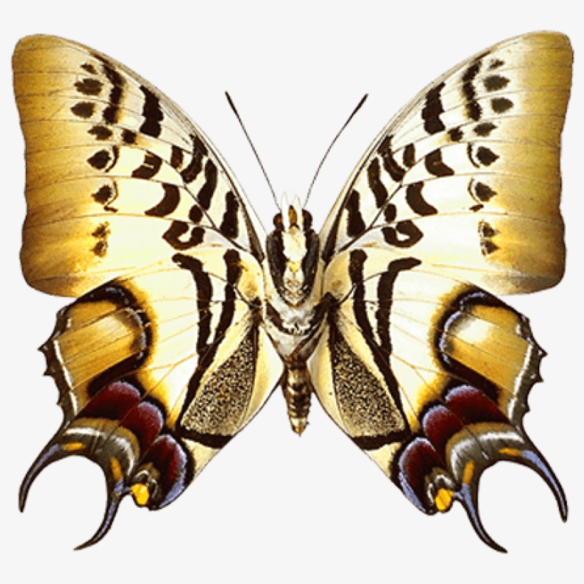 Free Png Real Butterfly Png Images Transparent - Butterfly In Brown ...