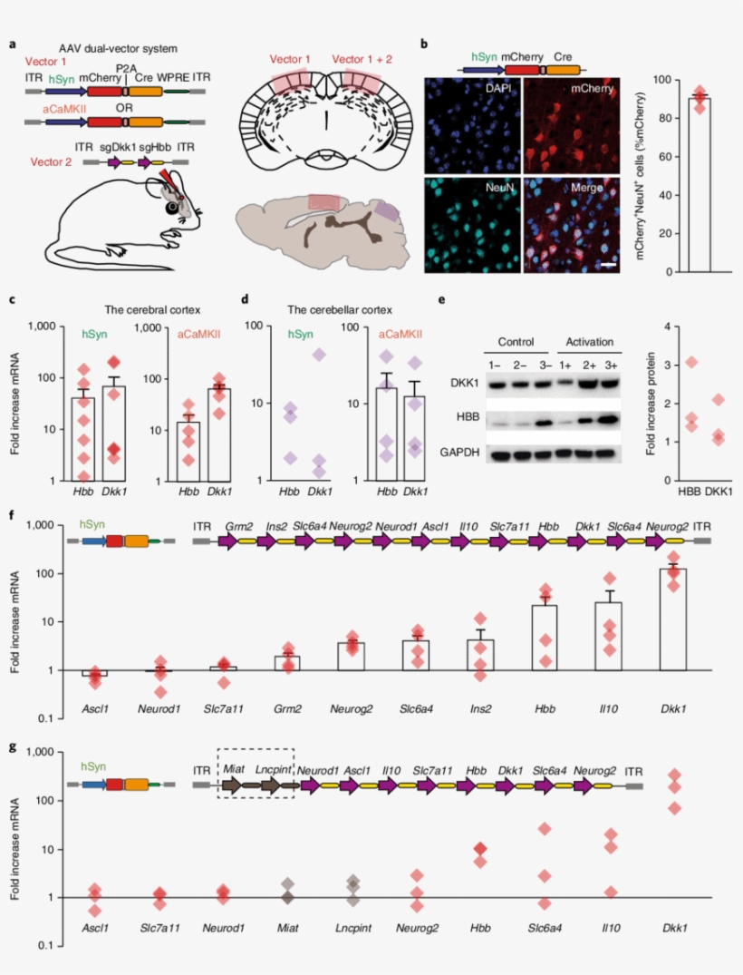 Complex Transcriptional Activation In The Intact Brain - Diagram ...