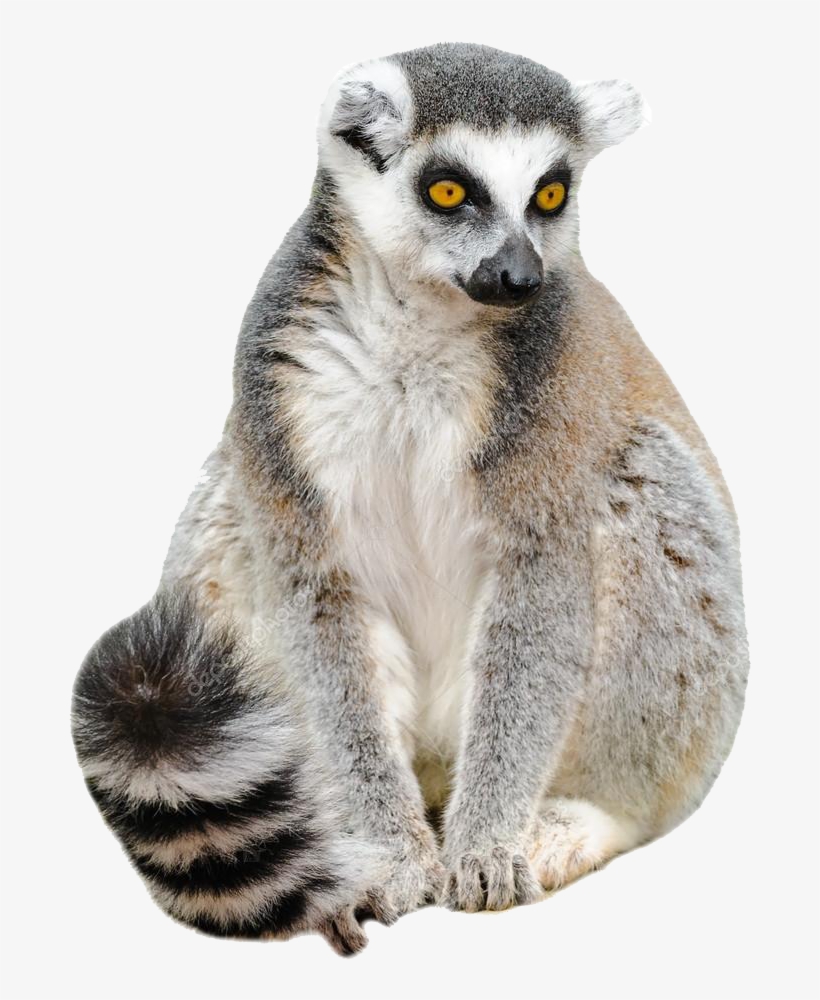 Lemur Catta White Background - 1024x1024 PNG Download - PNGkit