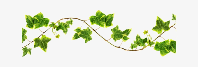 Vine Clipart Transparent Background - Vines Transparent - 640x480 PNG ...
