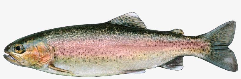 Trout Png