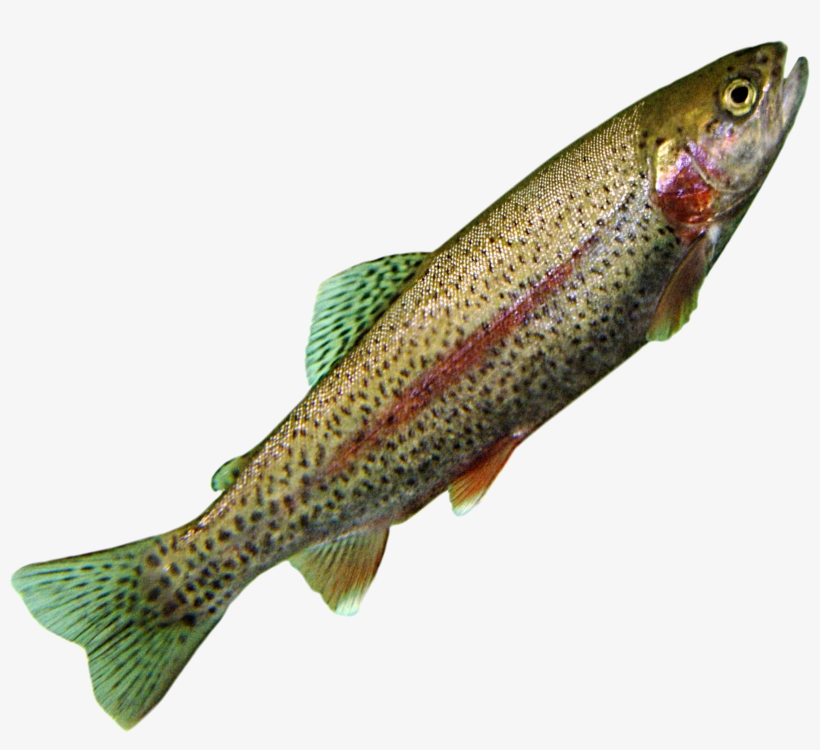 Png Trout - 2499x2164 PNG Download - PNGkit