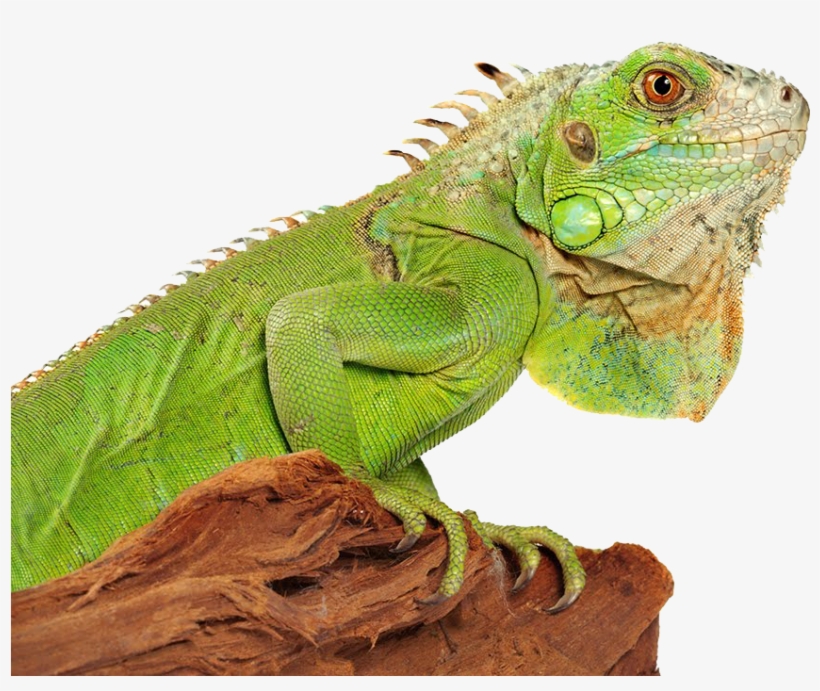 Iguana Png Photo - Iguana Png - 1090x725 PNG Download - PNGkit