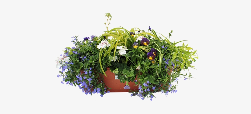 Choosing Annuals For Partial Sun - Perennials Png - 600x300 PNG ...