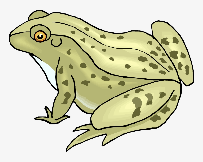 Green Frog Clipart Spotted Frog - Speckled Clip Art - 750x578 PNG ...