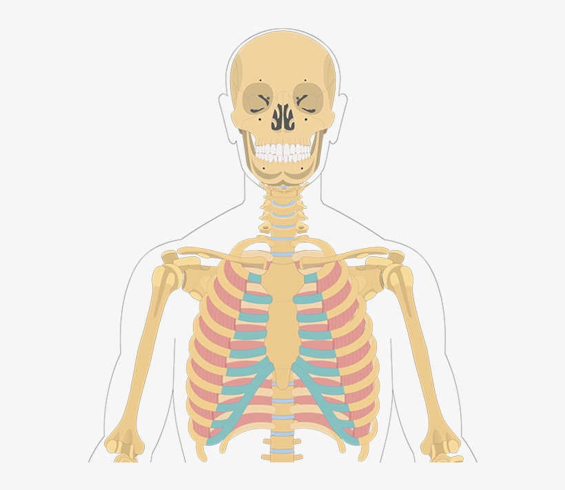 Internal Intercostals Origin And Insertion - 1200x630 PNG Download - PNGkit