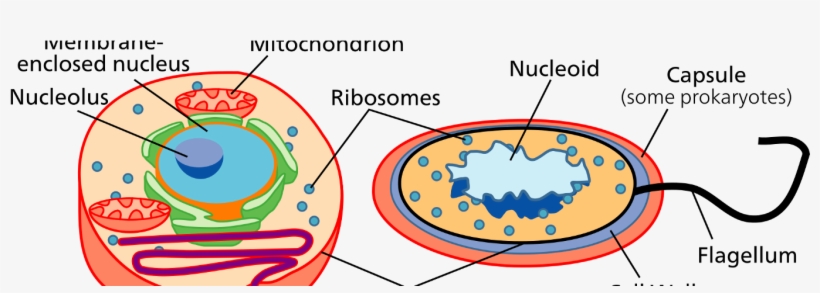 Reinterpreting Data As Signal - Eukaryote Og Prokaryote Celler - 1400x420 PNG Download - PNGkit