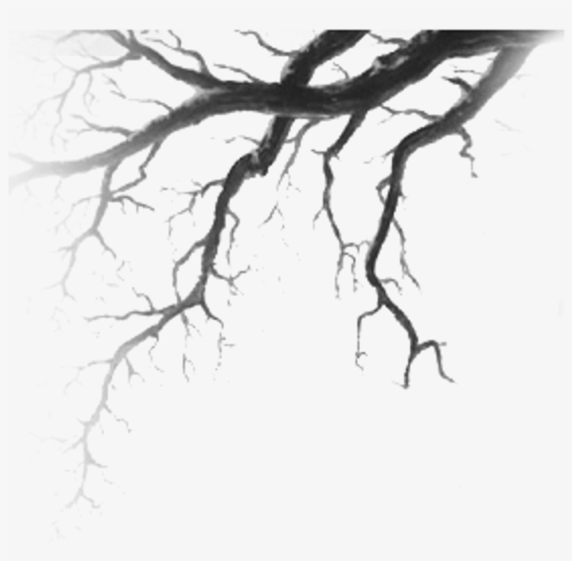 Árvore Tree Shadow Sombra Terror Horror @lucianoballack - Drawing ...