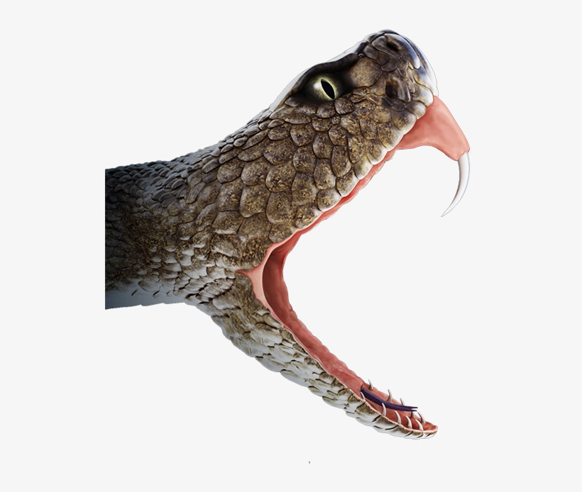 Snake Mouth Open Side View