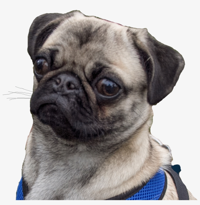 Minecraft Curseforge - Pug - 900x900 PNG Download - PNGkit