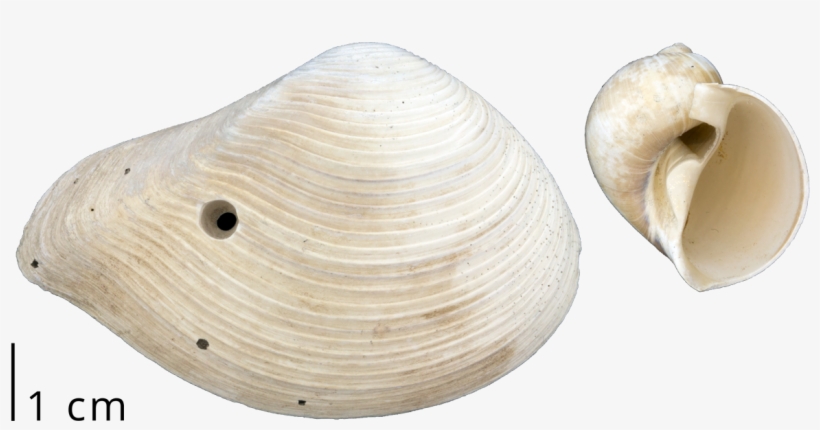 A Clam Shell With A Drill Hole Left By A Predatory - Baltic Clam ...