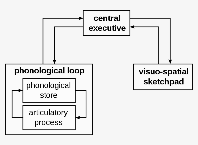 Working Memory Model - Diagram - 800x535 PNG Download - PNGkit
