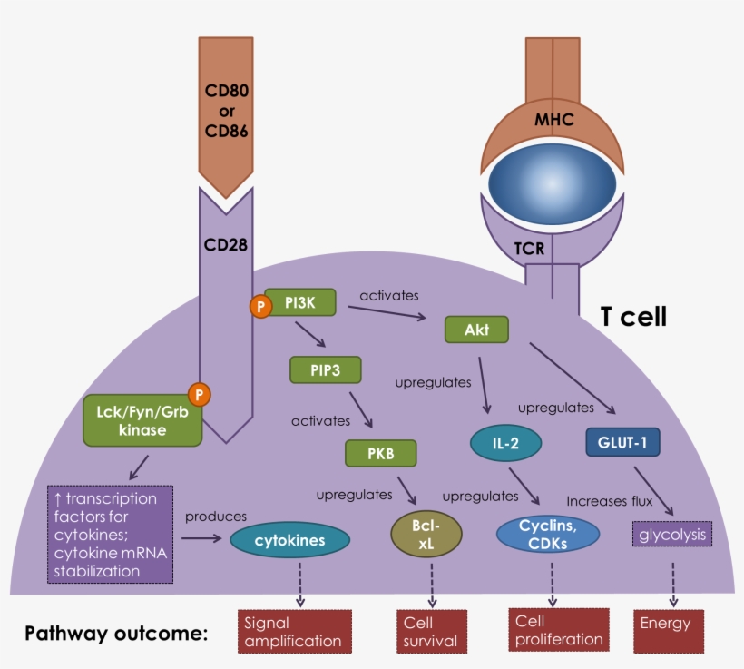 Cd28 Binding Causes A Cascade Of Interactions Which - Cd28 B7 Pathway ...