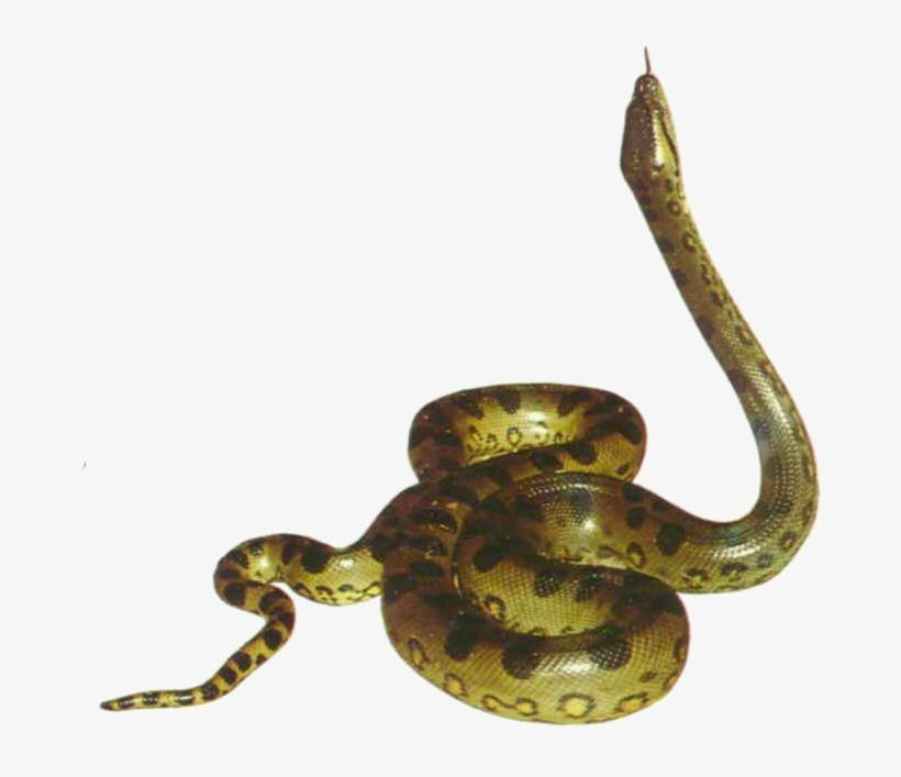 Anaconda - Clip Art - 697x643 PNG Download - PNGkit