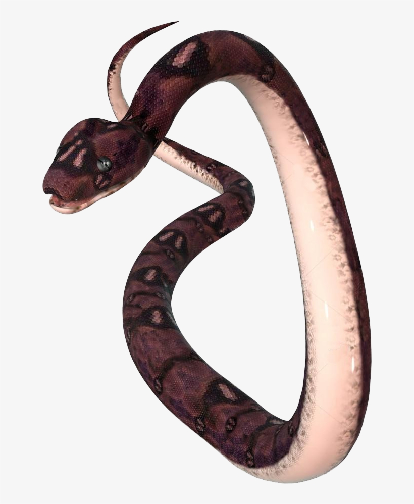 Transparent Anaconda Png - 1024x1024 PNG Download - PNGkit
