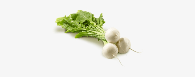Turnip Small - Turnip - 400x400 PNG Download - PNGkit