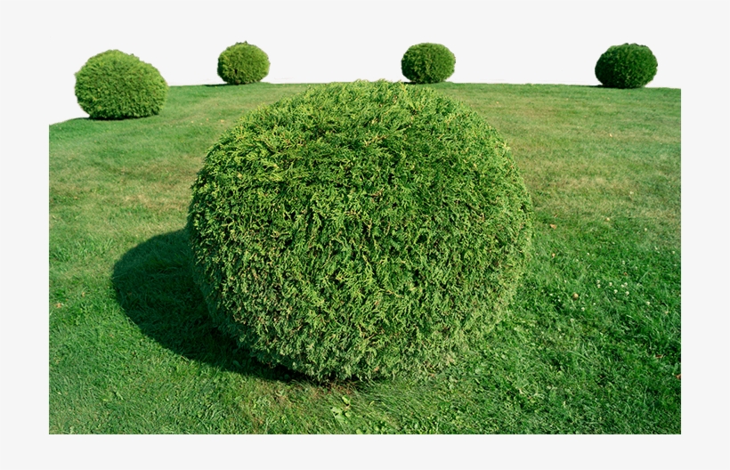 Shrub Installation - Topiary - 710x520 PNG Download - PNGkit