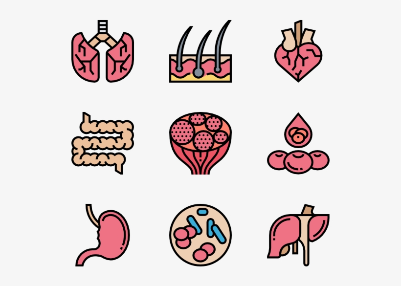 Human Organs - 600x564 PNG Download - PNGkit