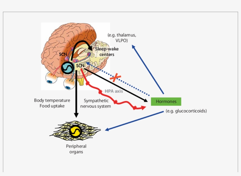 Interaction Between Master And Peripheral Clocks - Master Clock In ...