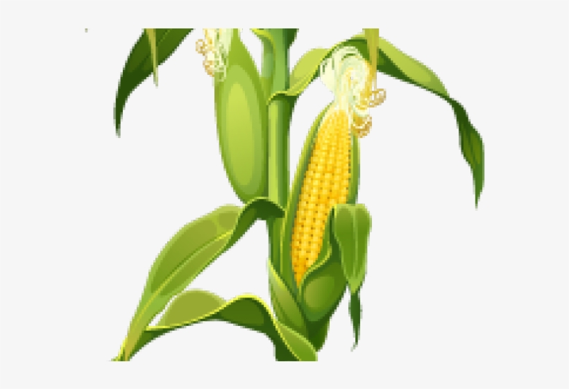 Maize Plant Png - 640x480 PNG Download - PNGkit