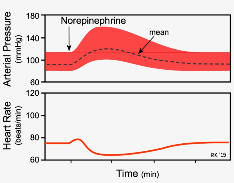 Norepinephrine Effects On Blood Pressure And Heart - Effect Of ...